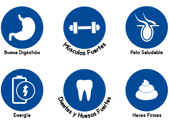 Chapetes perro adulto 20kg – La Croqueteria